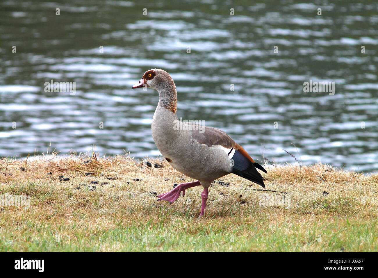 Egyptian goose on the riverside of river Lahn in Germany Stock Photo ...
