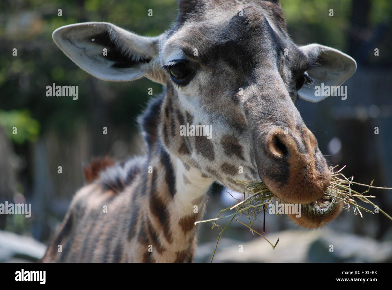 Giraffe eating a bunch of hay Stock Photo - Alamy