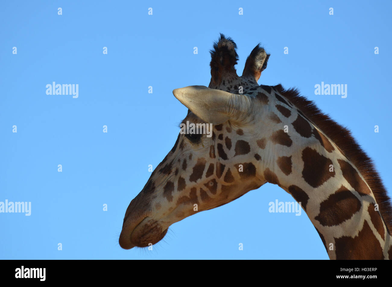 Great side view of a giraffe against a blue sky Stock Photo - Alamy