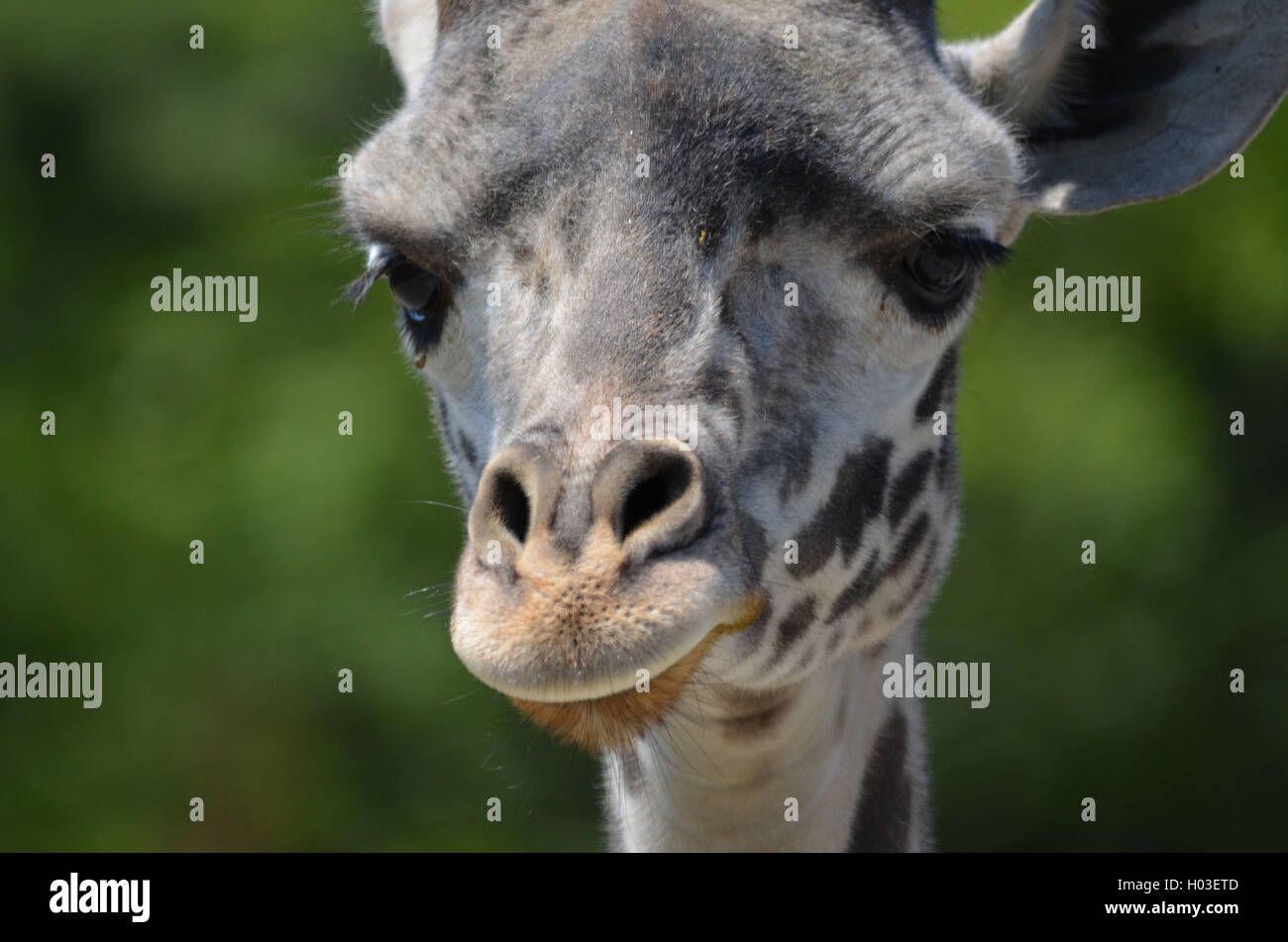 An up close look at the face of a giraffe Stock Photo - Alamy