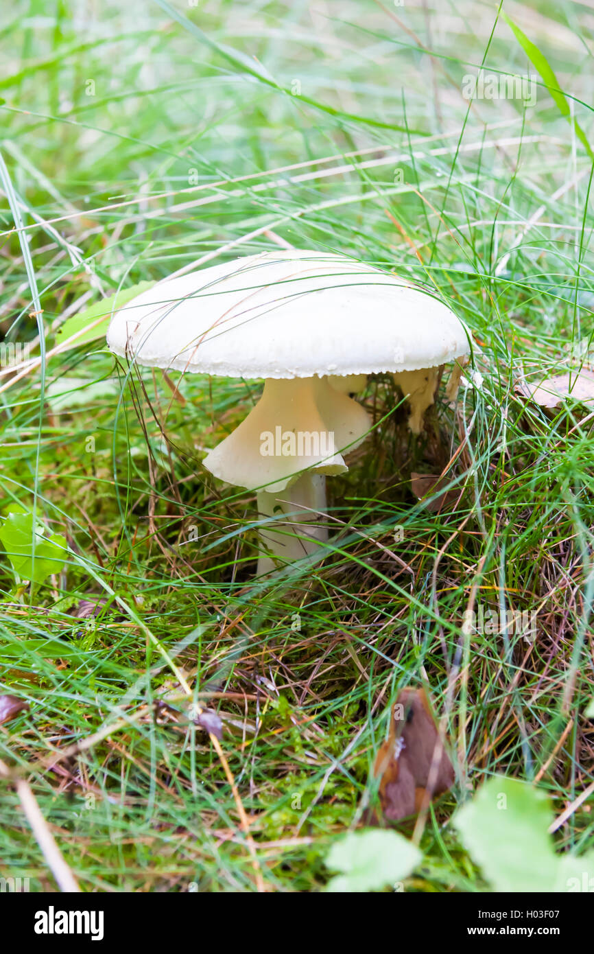 White toadstool hi-res stock photography and images - Alamy