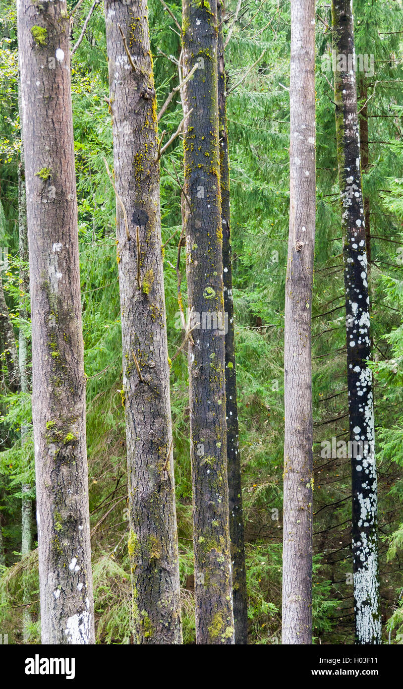 Many tall slim tree stems in green forest Stock Photo - Alamy