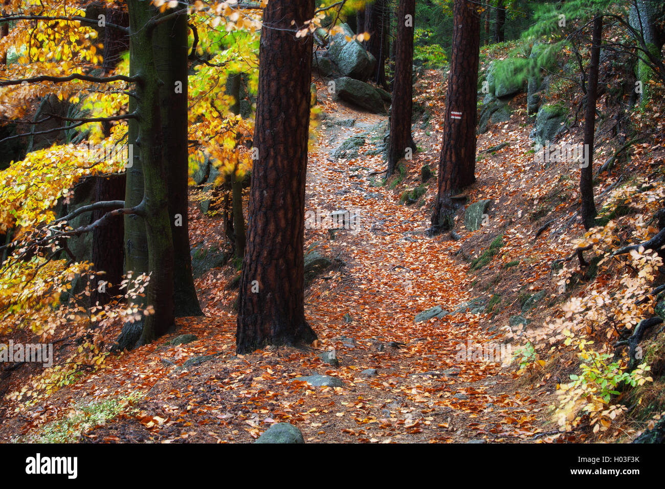 Autumn landscape forest path hi-res stock photography and images - Alamy