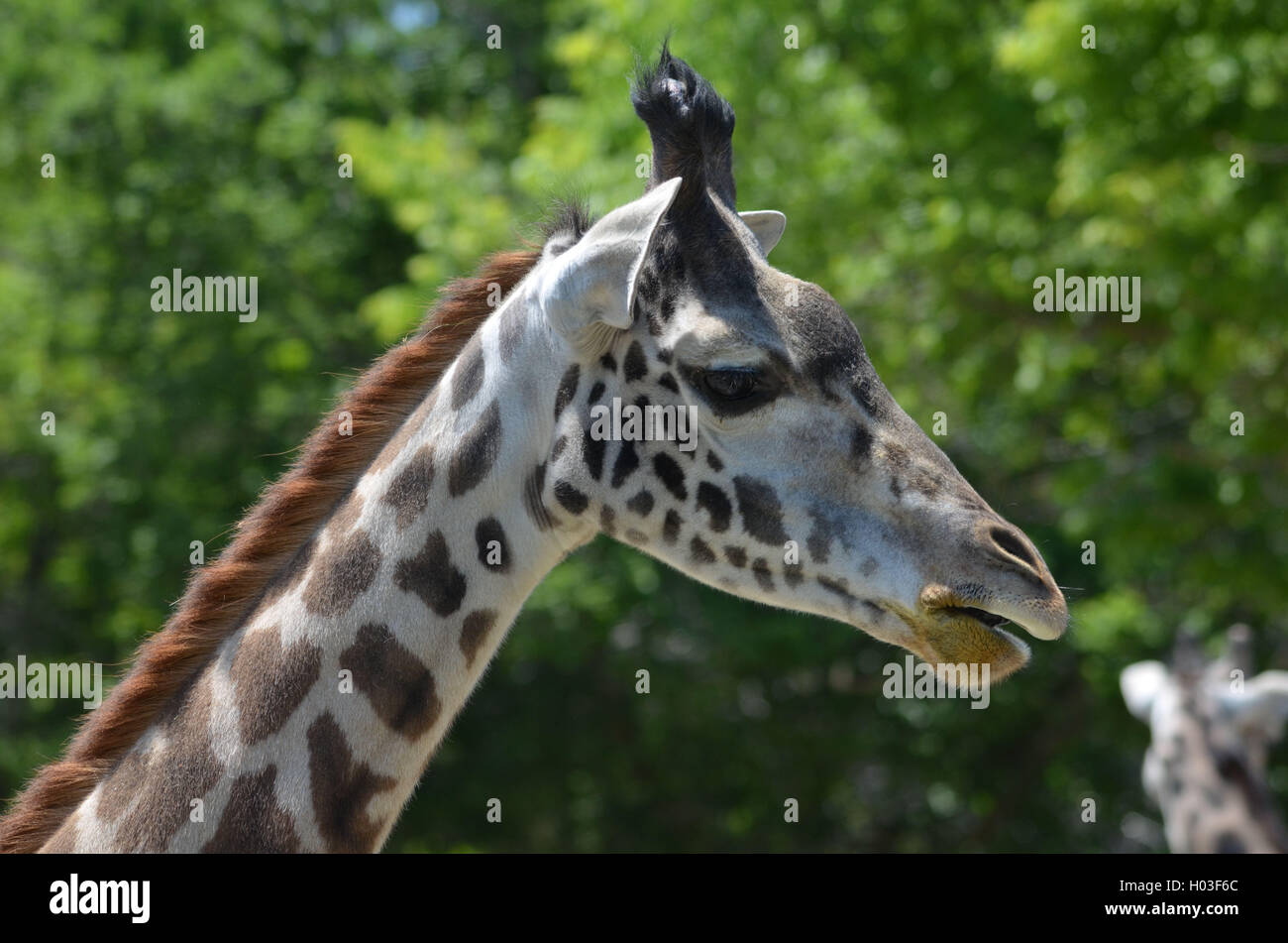 Great side view of a giraffe Stock Photo - Alamy