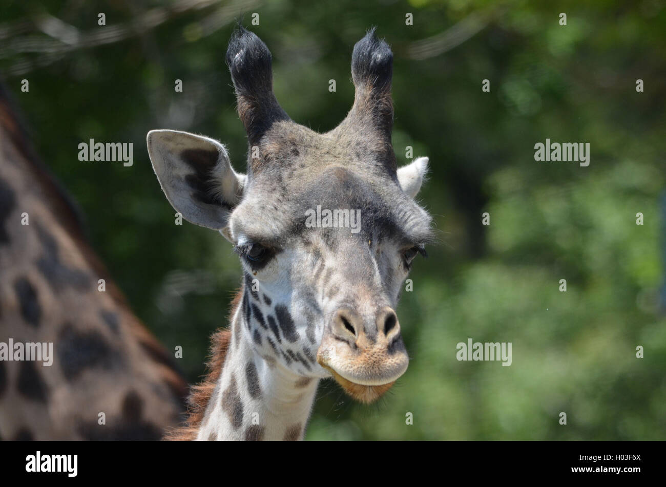 Cute face of a young giraffe Stock Photo - Alamy