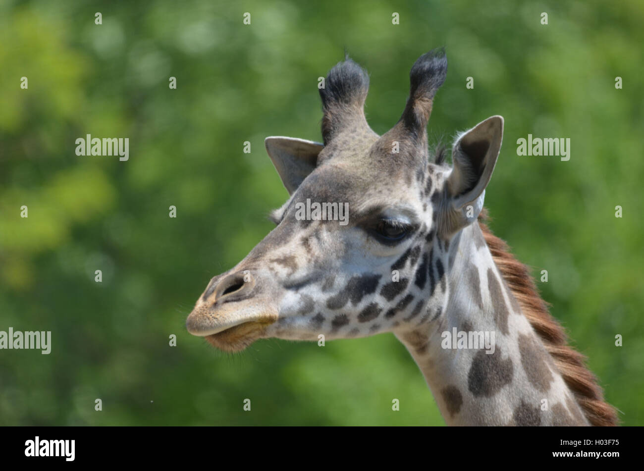 Great up close look at the face of a giraffe Stock Photo - Alamy