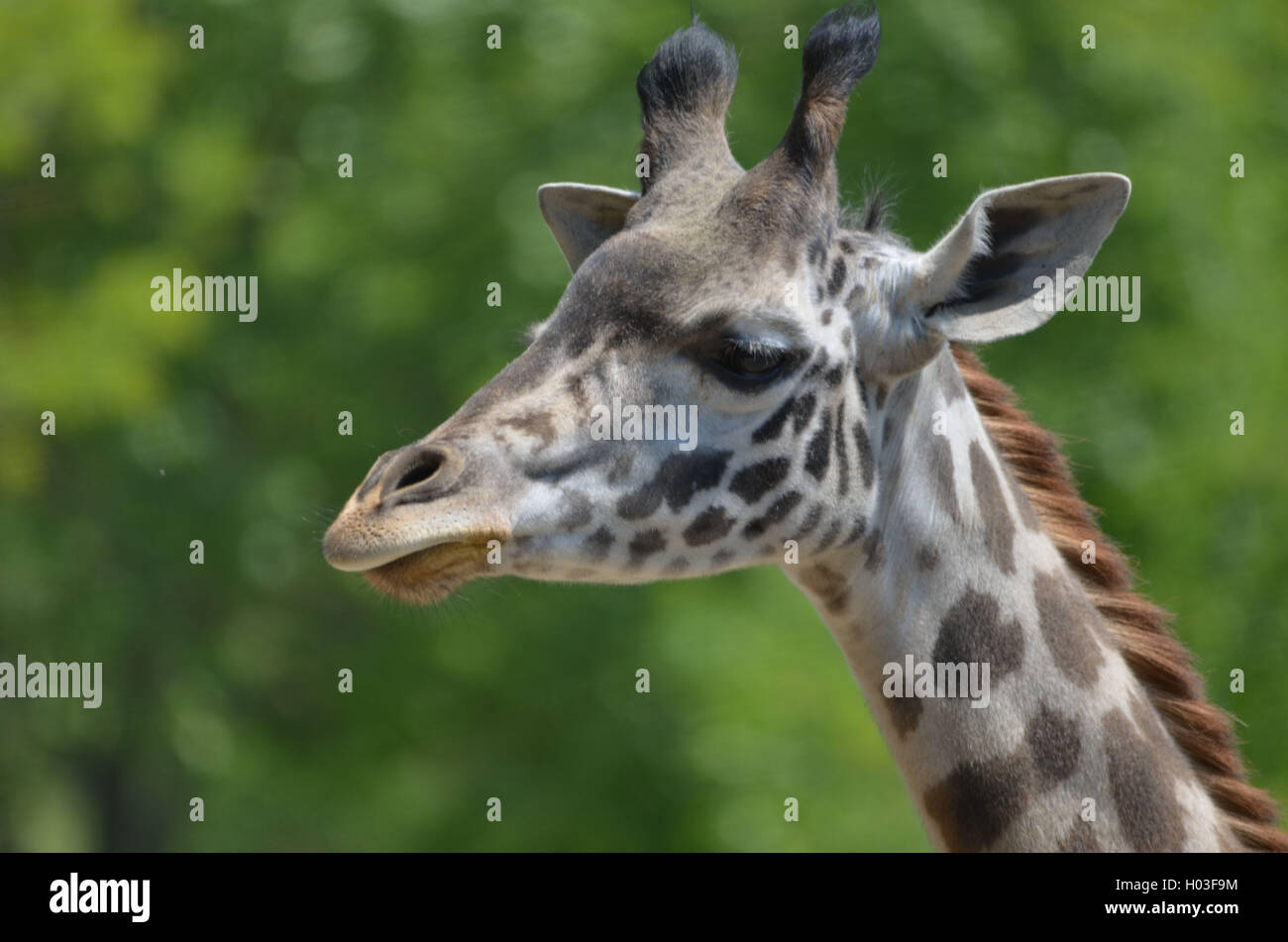 Great look at the face of a giraffe in the wild Stock Photo - Alamy