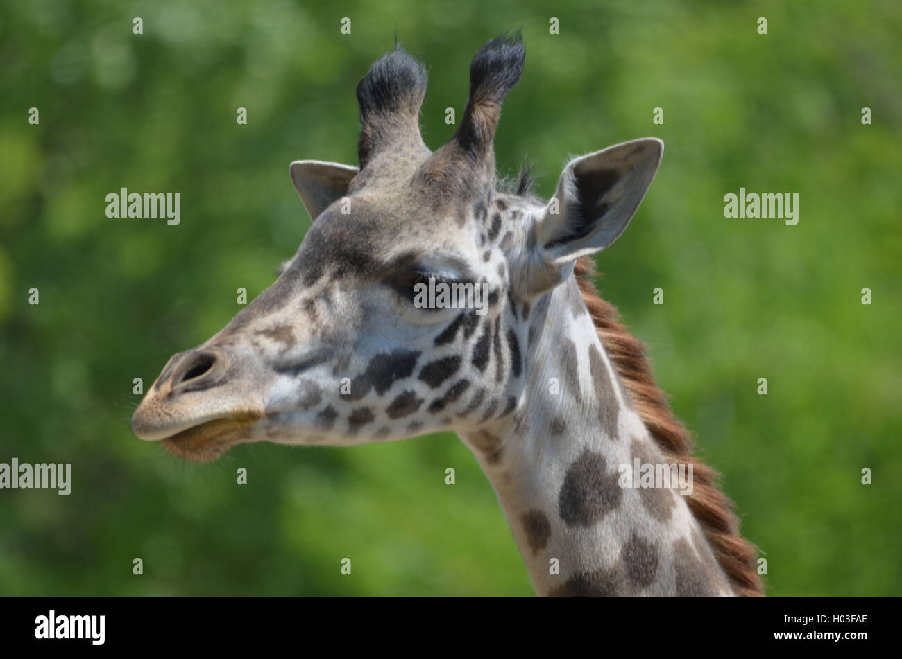 Great view of a wild giraffe profile Stock Photo - Alamy