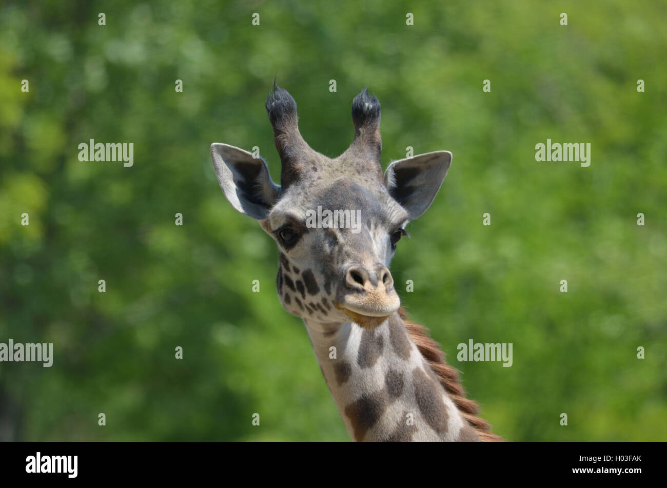 Giraffe looking around hi-res stock photography and images - Alamy