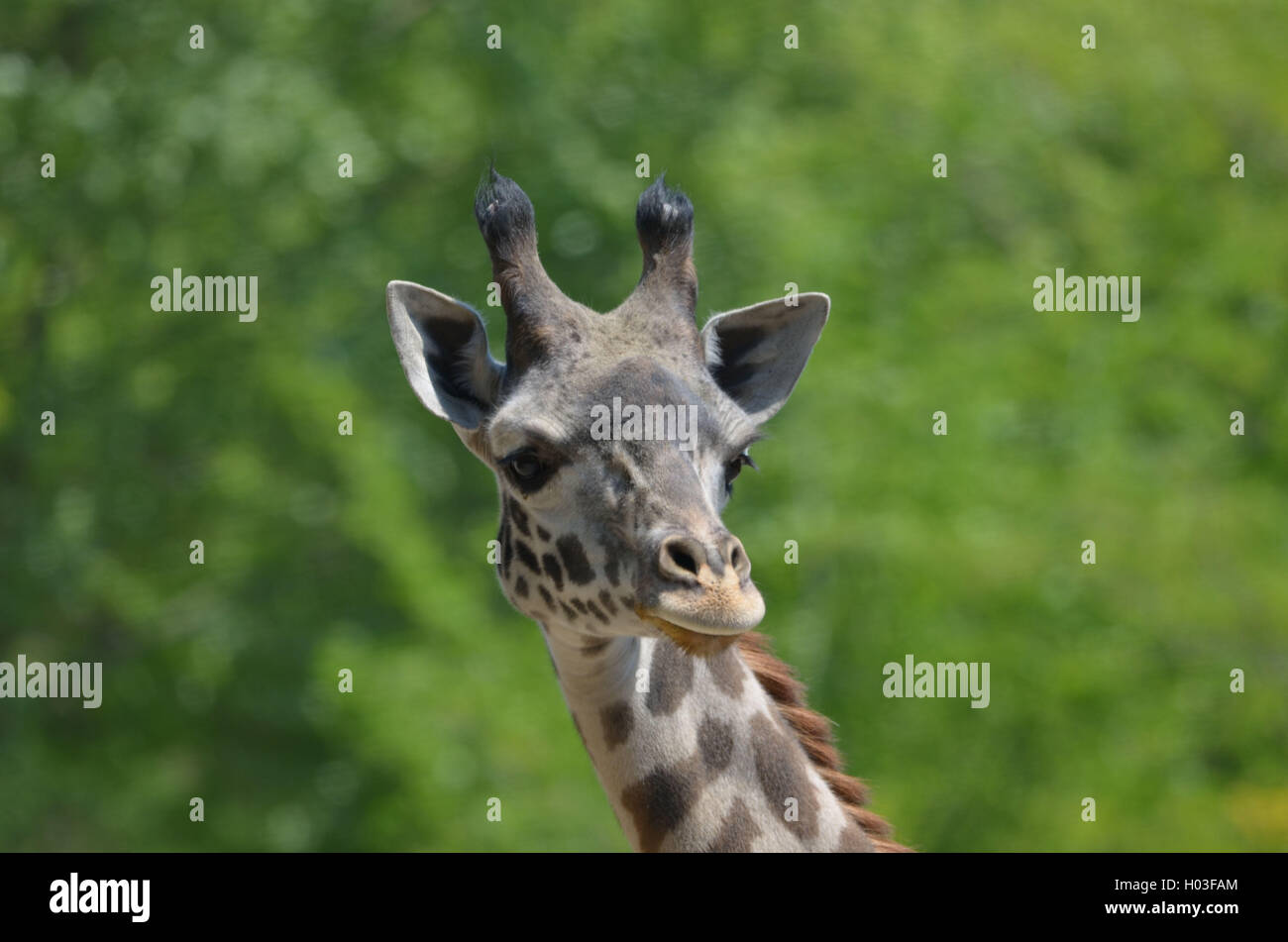 An up close look at the face of a giraffe Stock Photo - Alamy