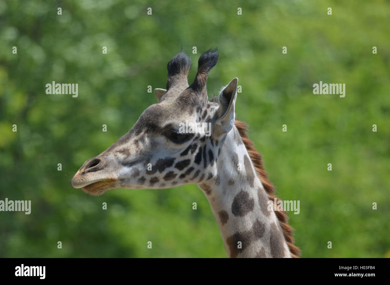 Great side profile of a giraffe Stock Photo - Alamy