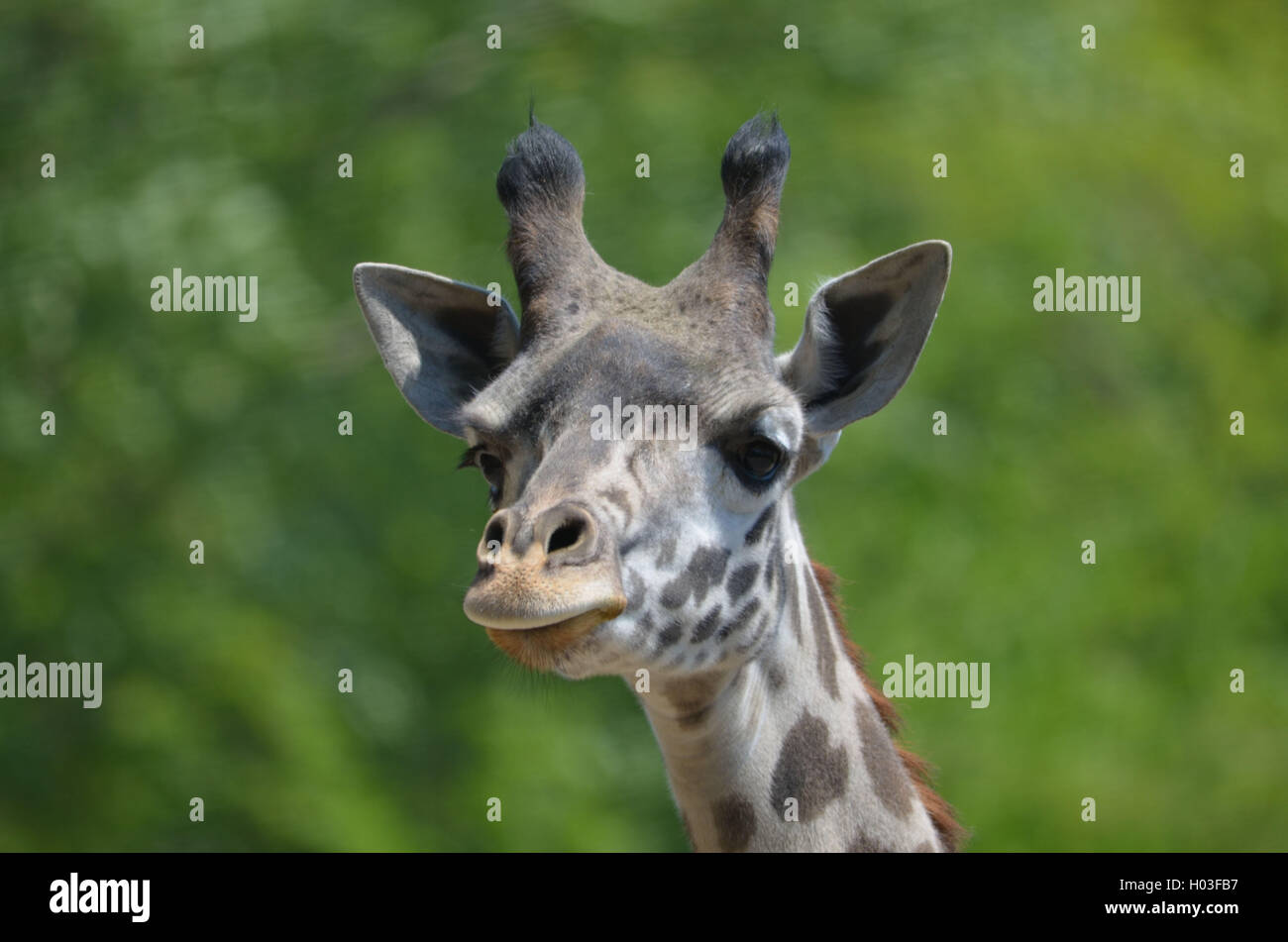 Cute face of a really great giraffe Stock Photo - Alamy