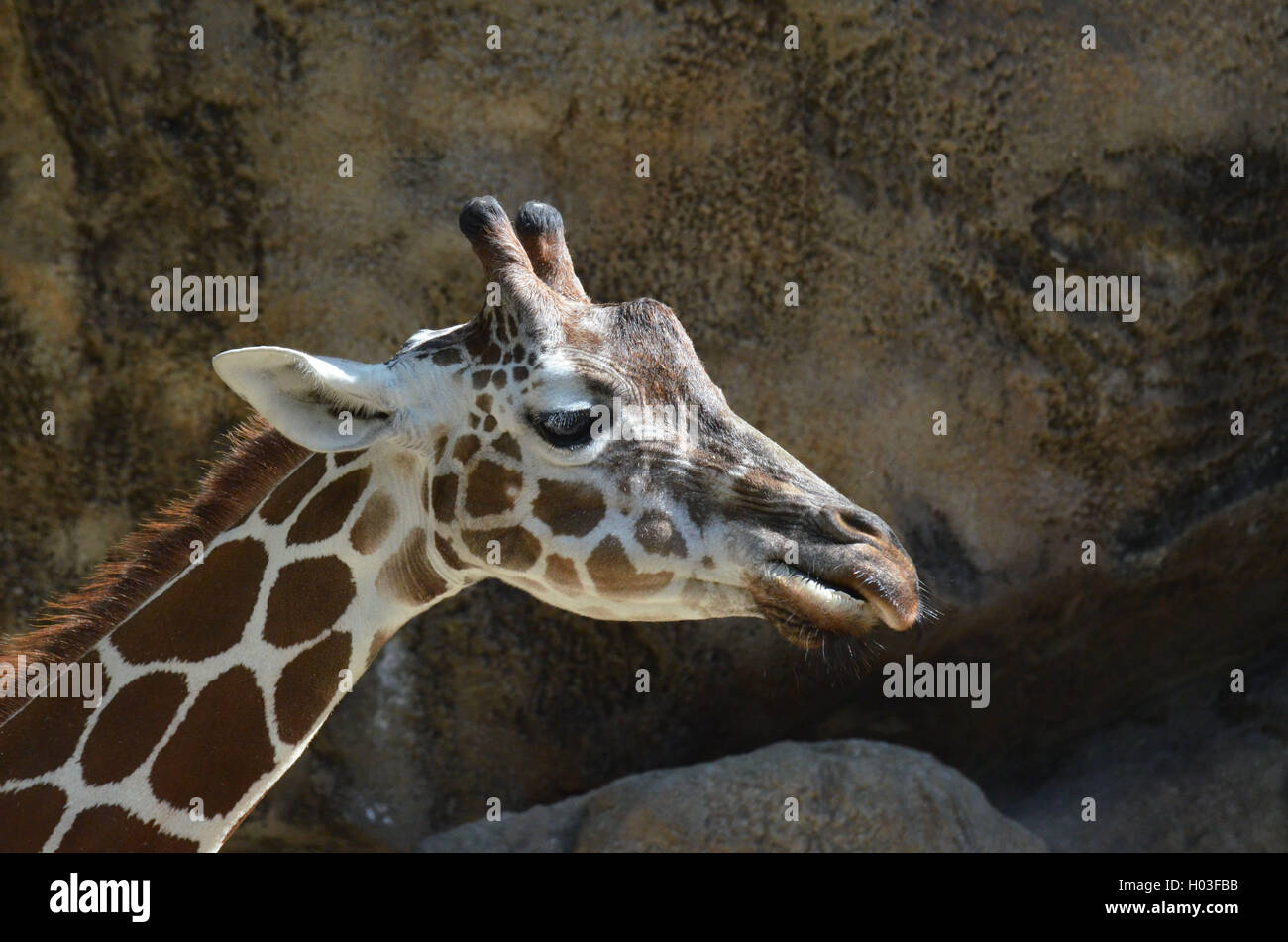 Giraffe with very funny looking faces Stock Photo - Alamy