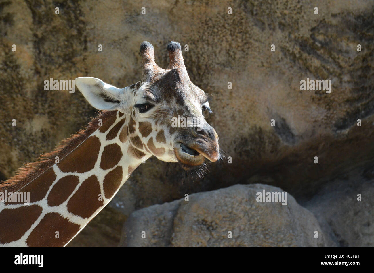 Giraffe making what appears to be an angry face Stock Photo - Alamy