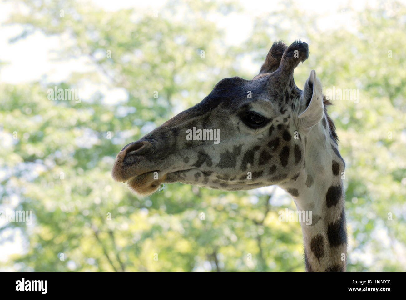 A look at the giraffe's profile Stock Photo - Alamy
