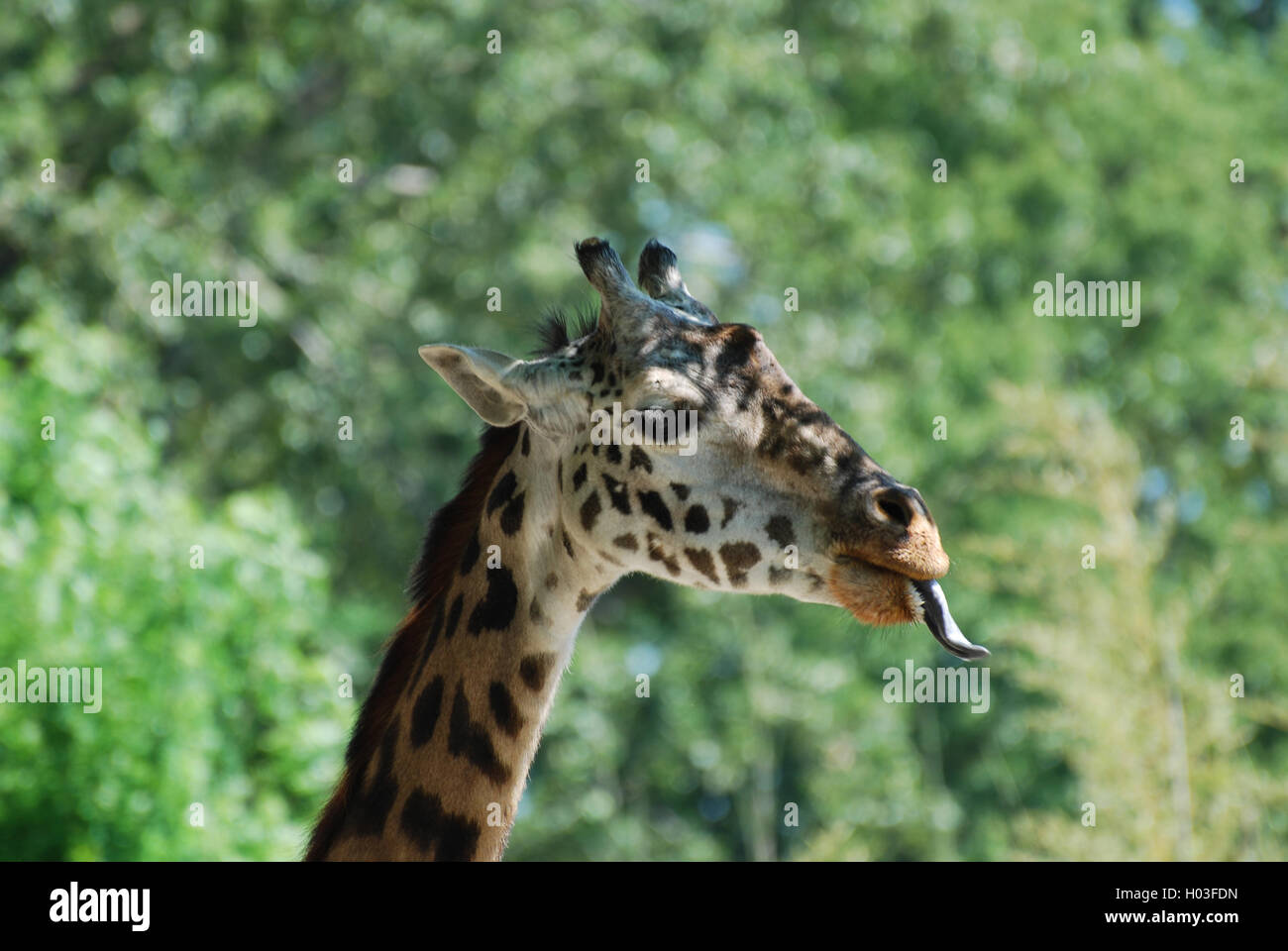 Long tongue sticking out of the giraffe's mouth Stock Photo - Alamy