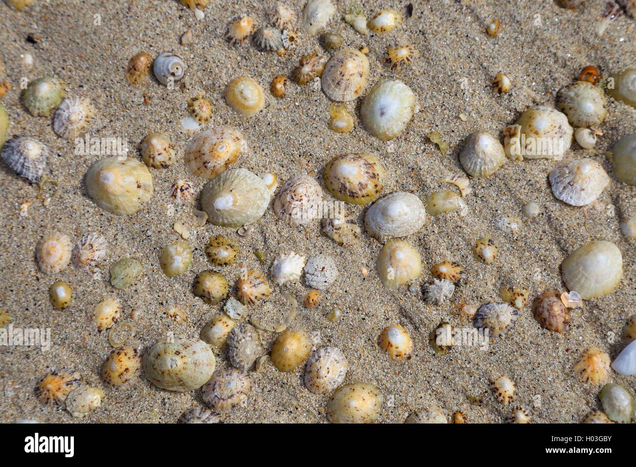 English beach shells hi-res stock photography and images - Alamy