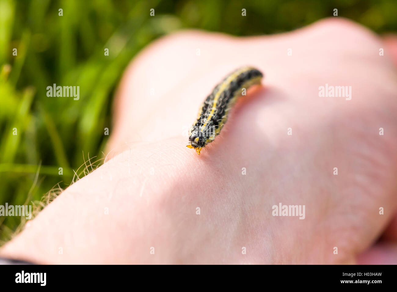 Closeup of butterfly larva crawl on human hand Stock Photo - Alamy