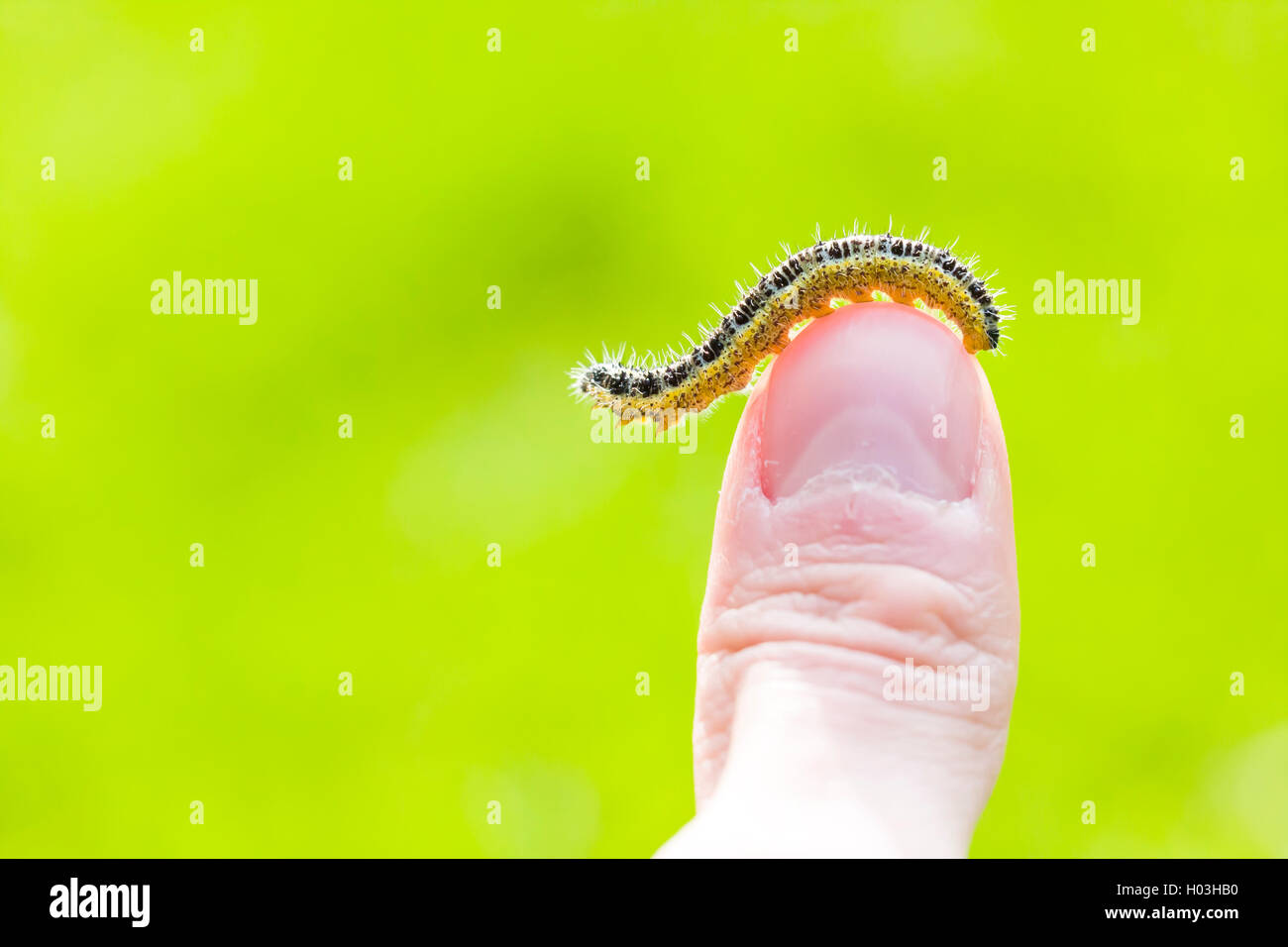 Closeup of butterfly larva crawl on human hand Stock Photo - Alamy