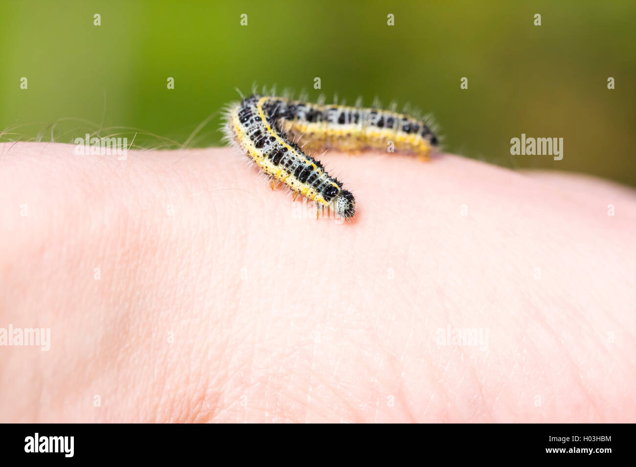 Closeup of butterfly larva crawl on human hand Stock Photo - Alamy