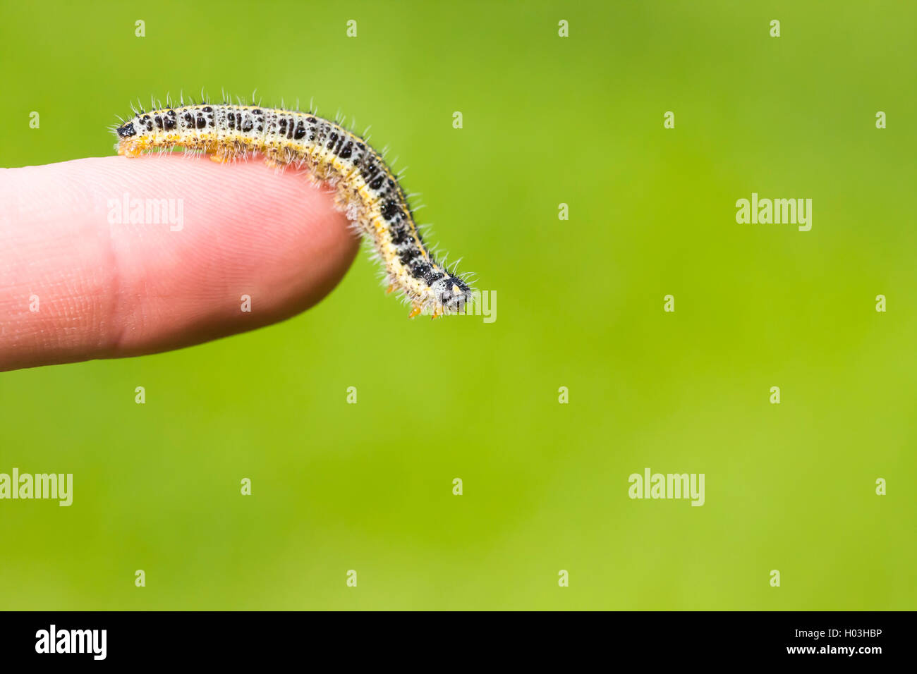Closeup of butterfly larva crawl on human hand Stock Photo - Alamy