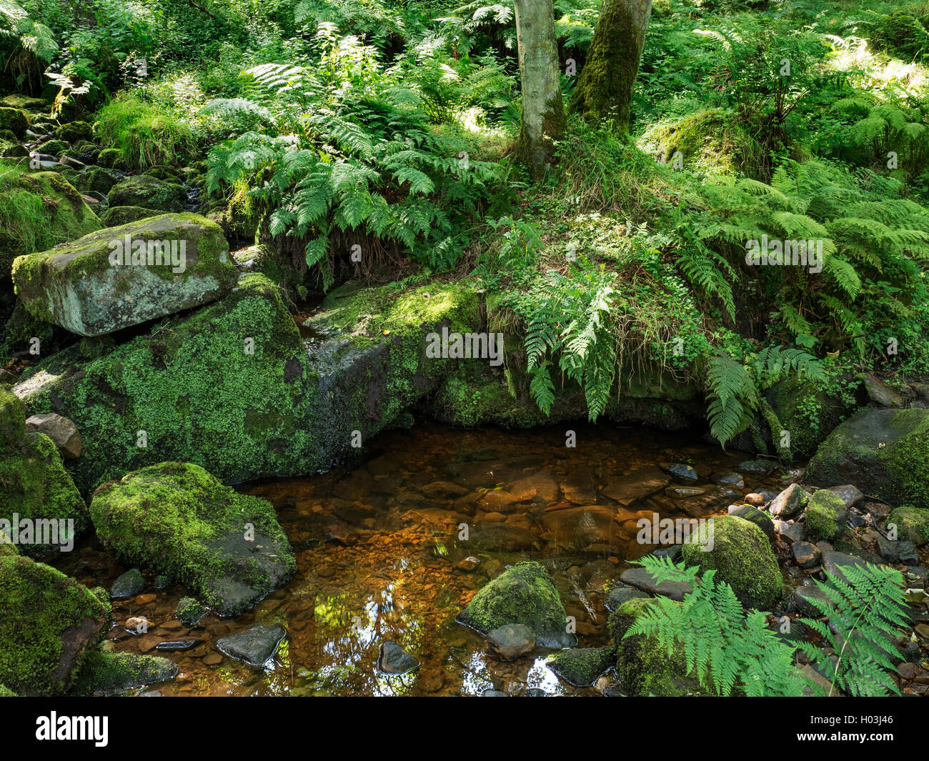 Stream and mossy rocks hi-res stock photography and images - Alamy
