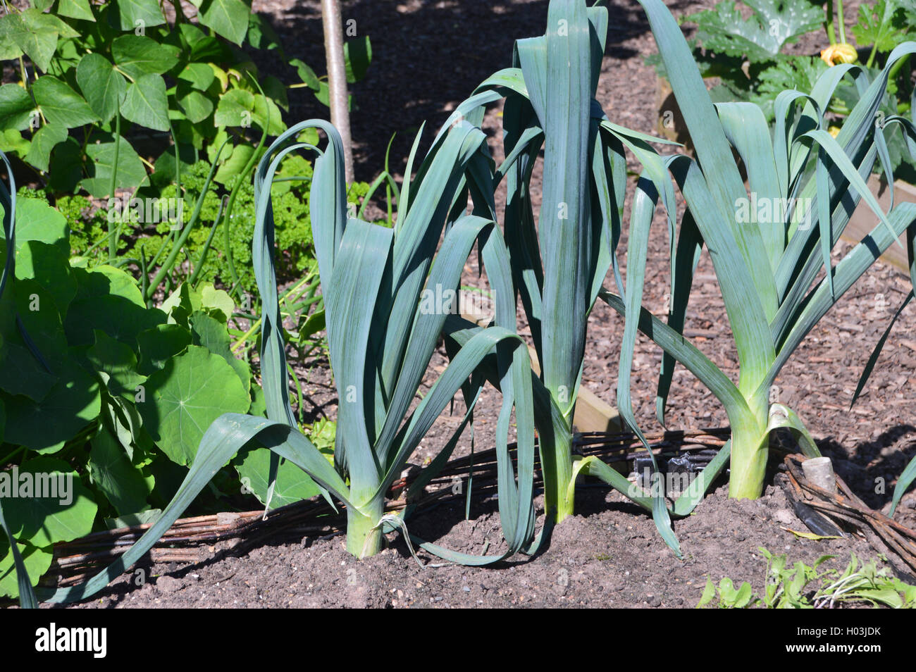 Leek ground leek ground garden hi-res stock photography and images - Alamy