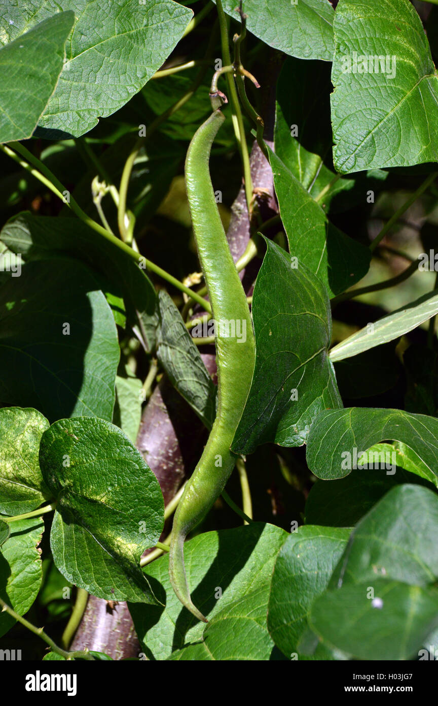 Runner Bean (Benchmaster) Growing in the Vegetable Garden at RHS Garden ...