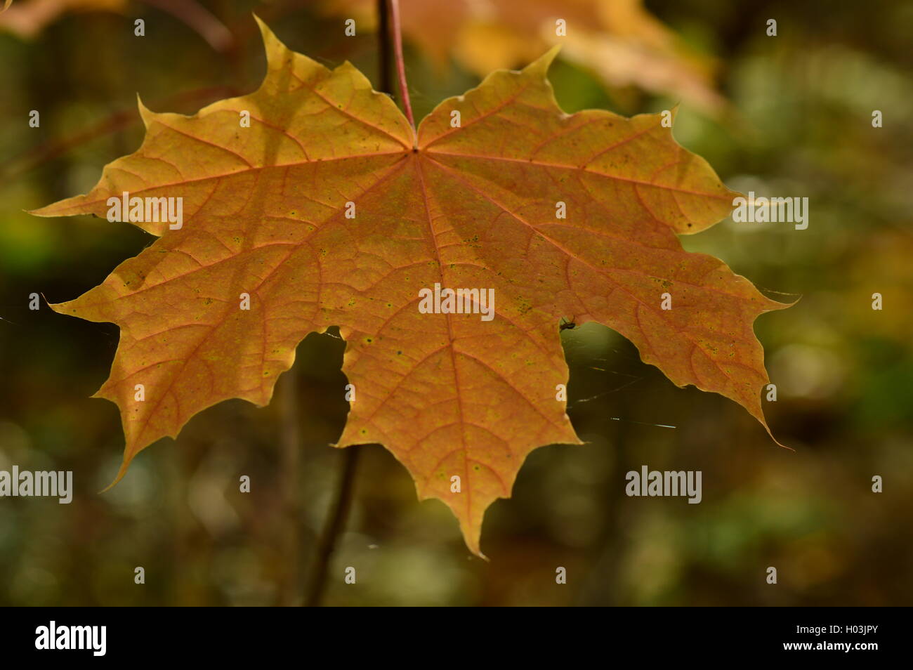 Maple leaf effect hi-res stock photography and images - Alamy