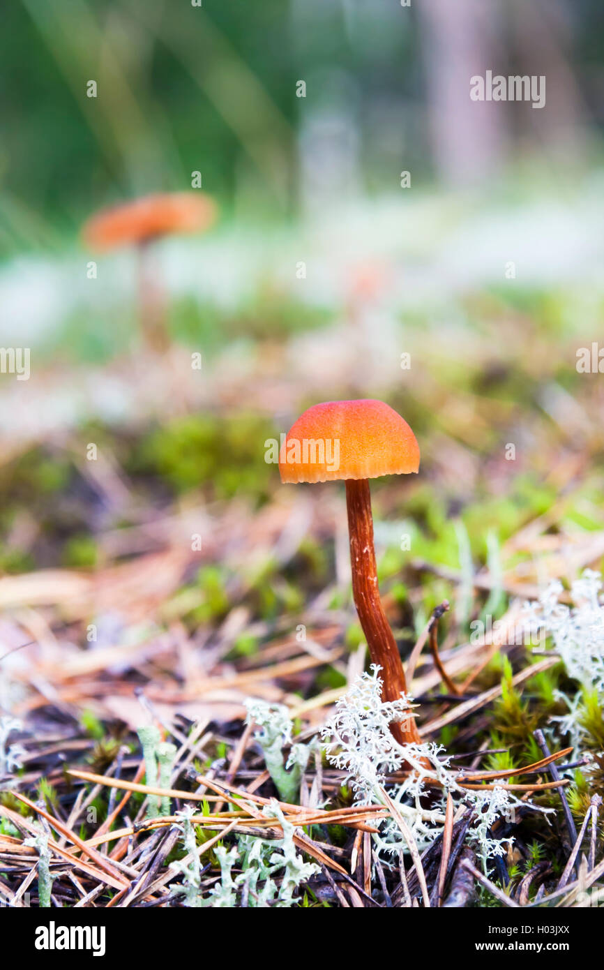 Brown small mushrooms grow in a moss in autumn forest Stock Photo - Alamy