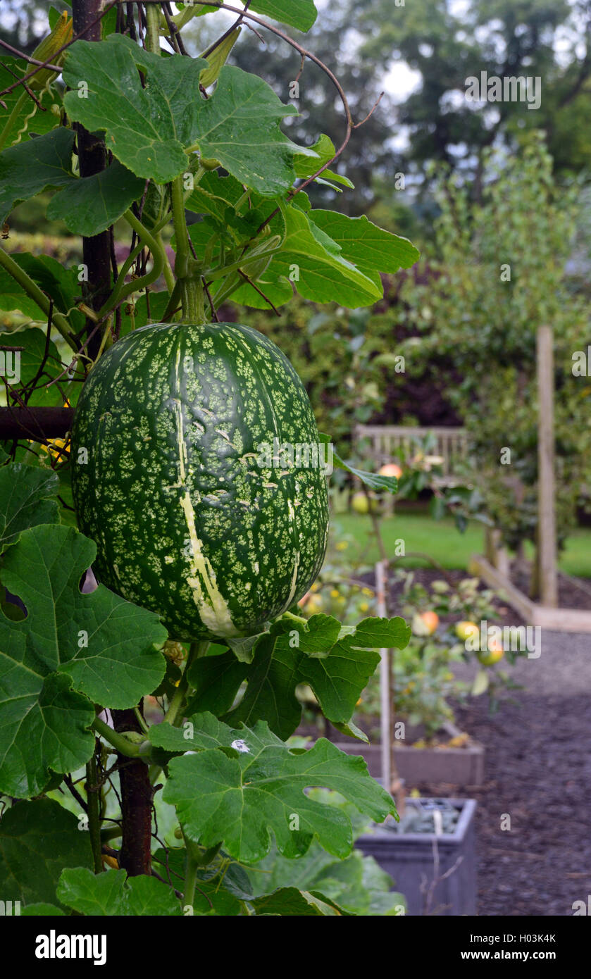 Fig Leaf Gourd (Cucurbita Ficifolia) Growing in Vegetable Garden at RHS ...