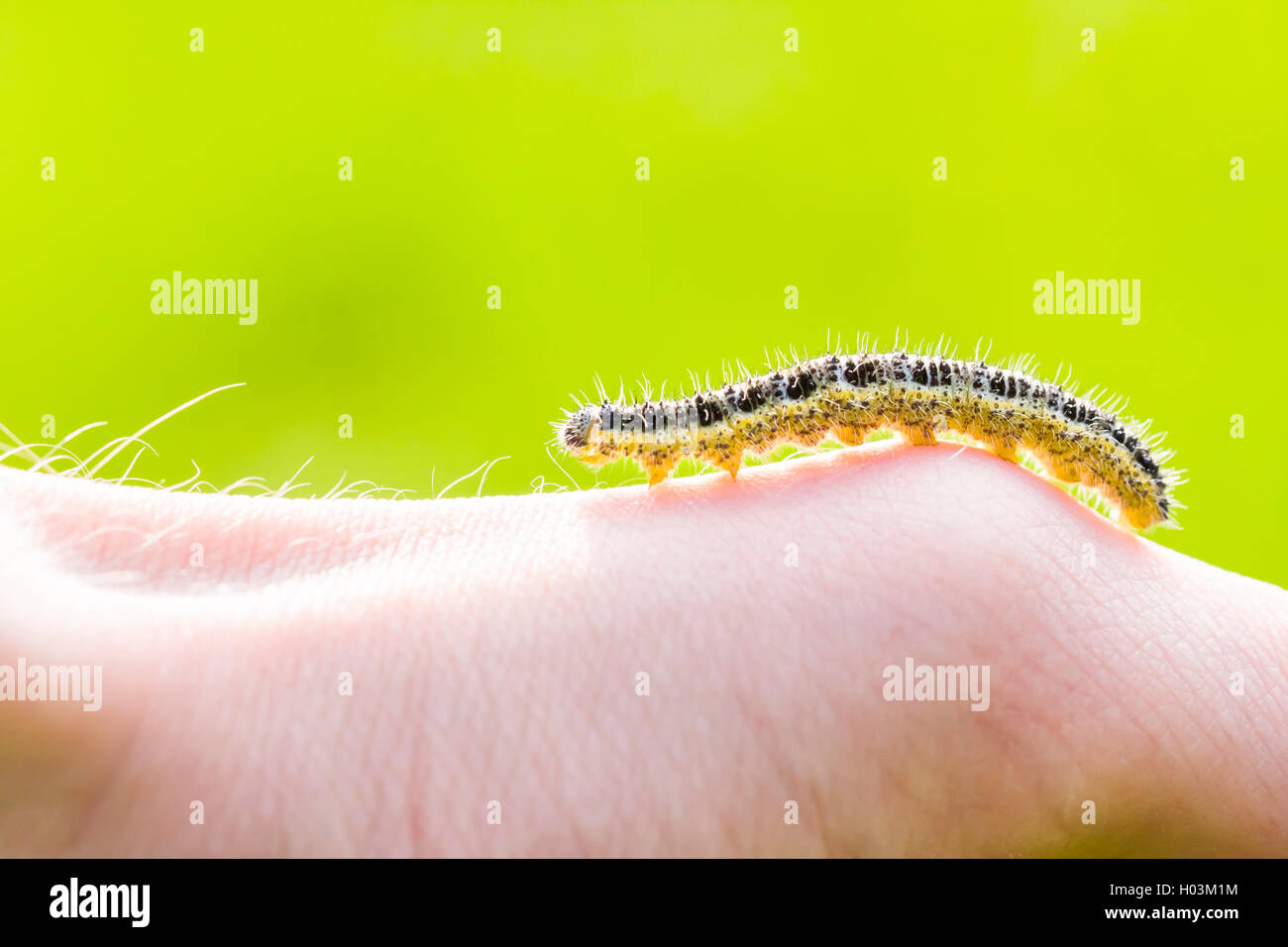Closeup of butterfly larva crawl on human hand Stock Photo - Alamy