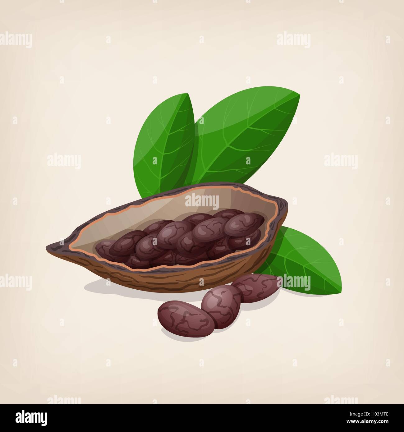 Cocoa theobroma cacao seed pods Stock Vector Images - Alamy