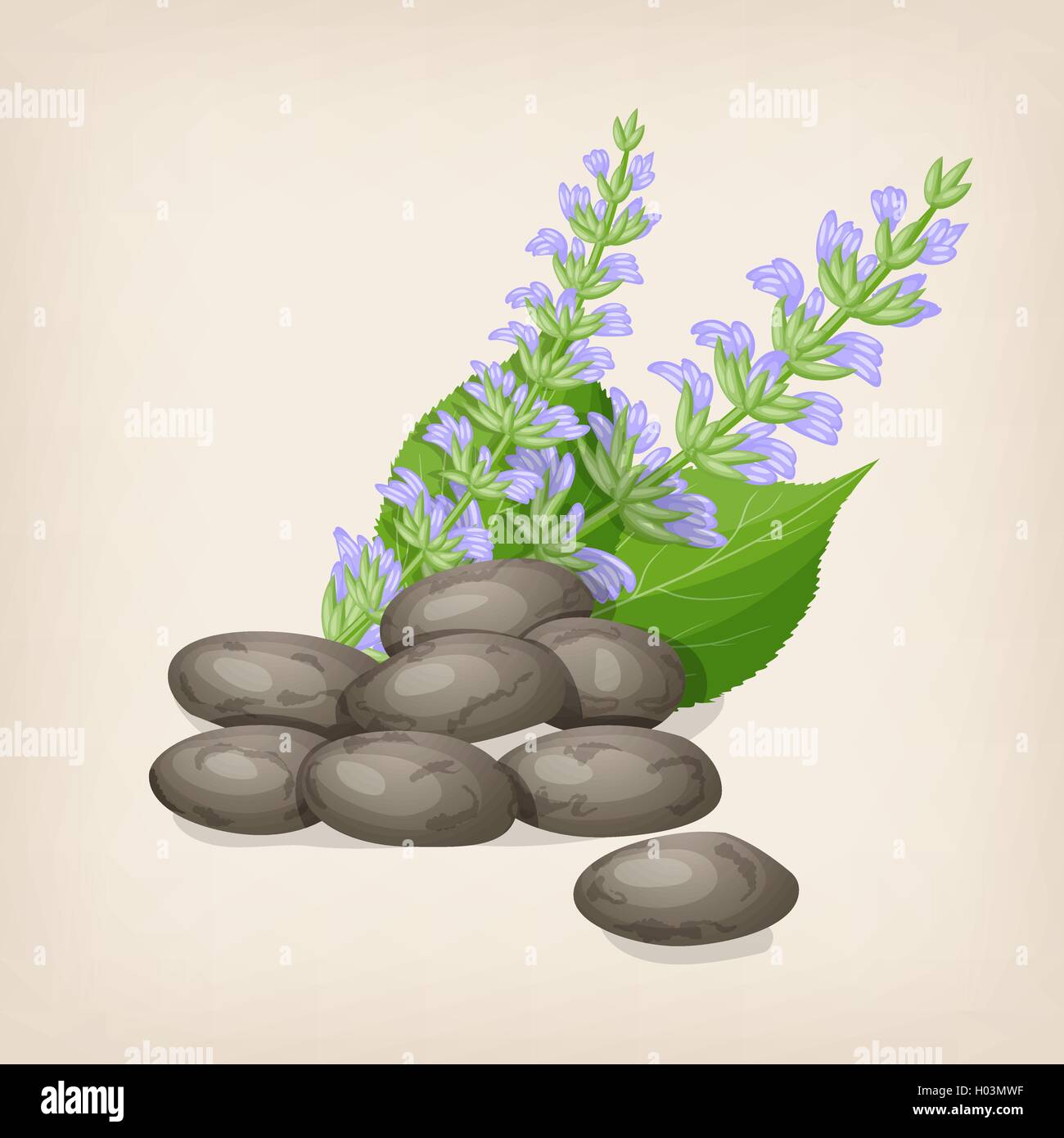 Chia seeds with flowers and leaves. Vector illustration Stock Vector ...