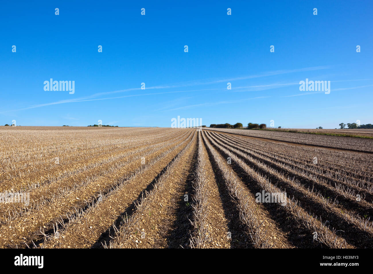 Patterns and textures of potato rows in the chalky soil of the ...