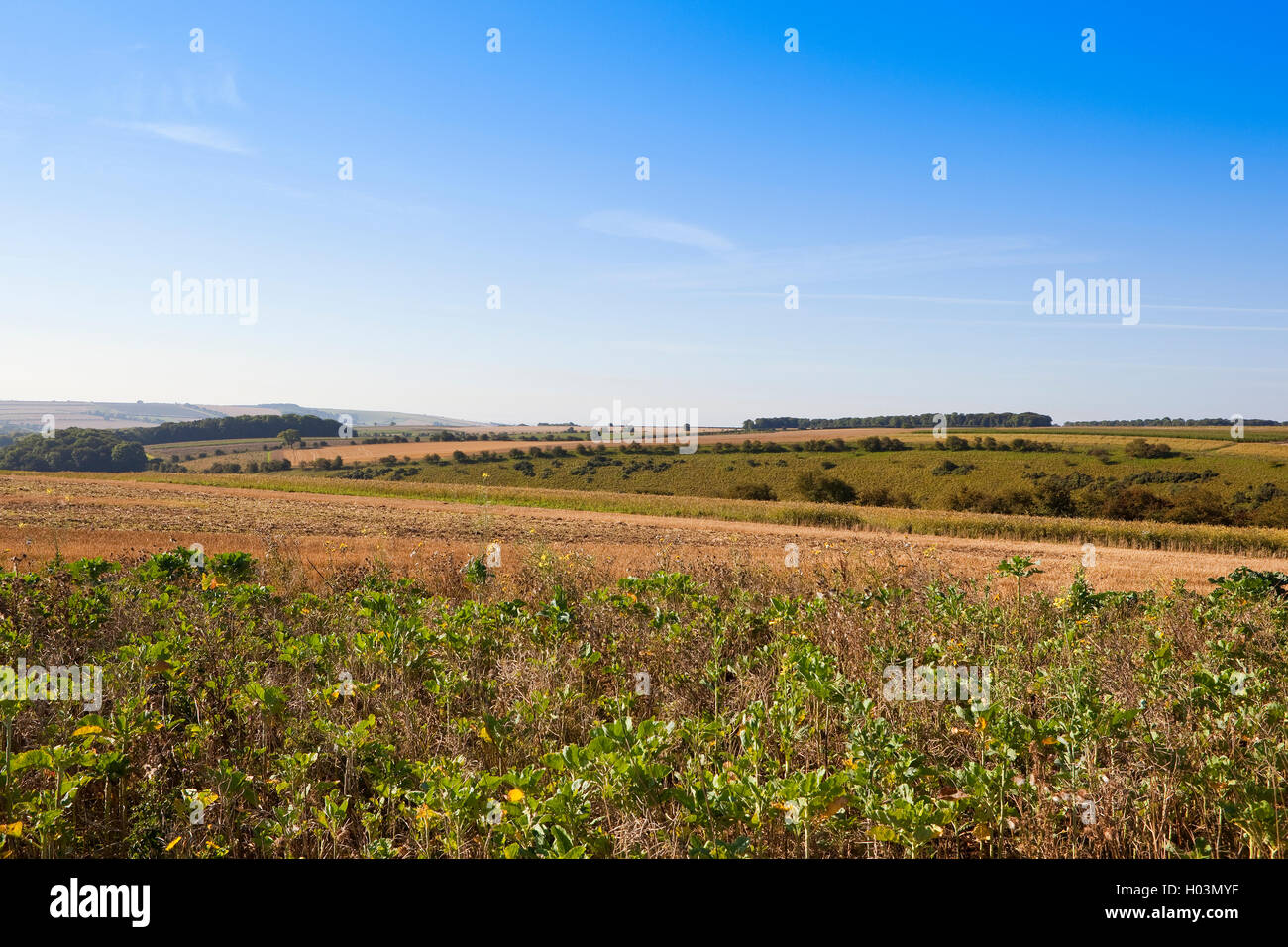 A farming landscape in September with hills, hedgerows and pheasant ...