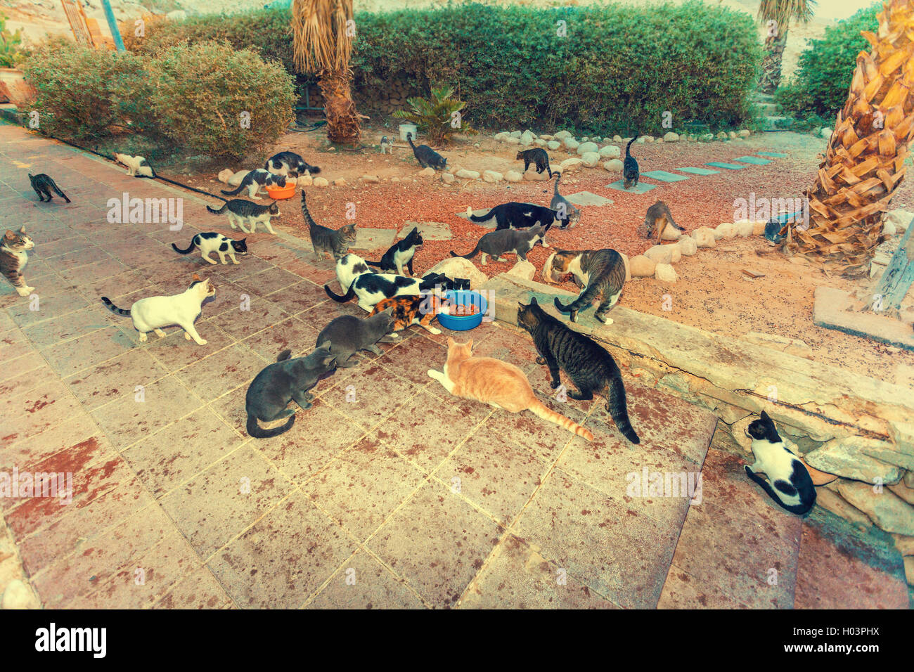 Many stray cats outdoor in park Stock Photo - Alamy