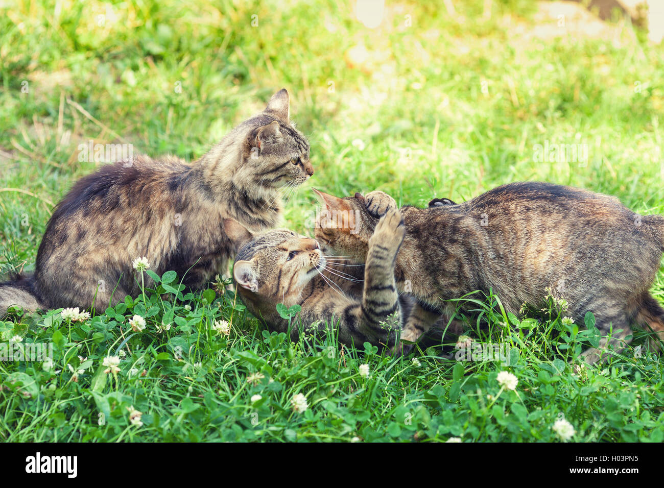 Three flower cat hi-res stock photography and images - Alamy