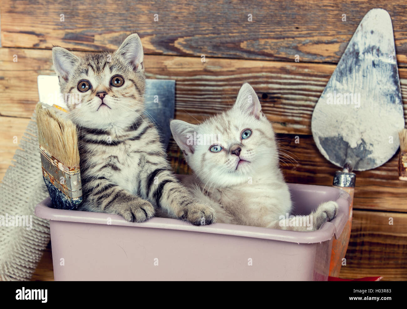 Two little kittens sitting together in washbowl with tools for repair ...