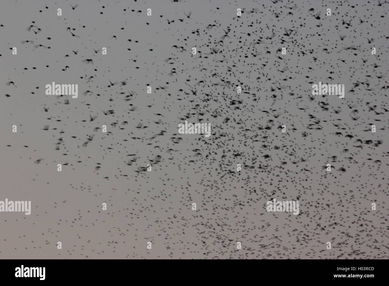 birds migrating, a beautiful picture of starlings migrating, Roma, Rome ...