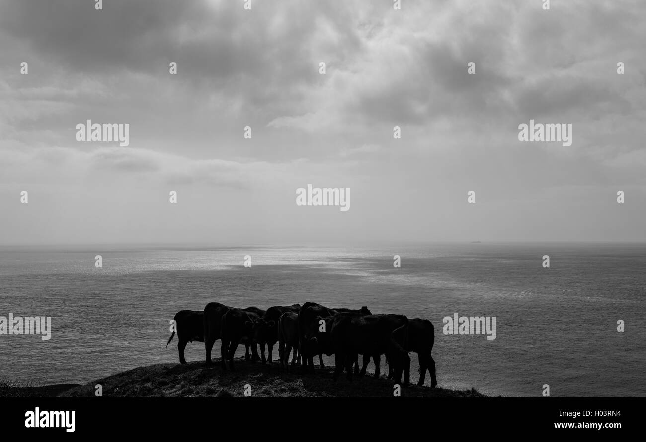 Black steer cow cattle hi-res stock photography and images - Alamy