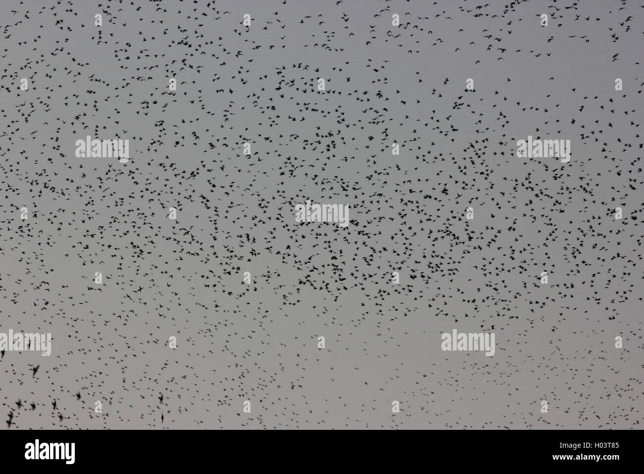 birds migrating, a beautiful picture of starlings migrating, Roma, Rome ...