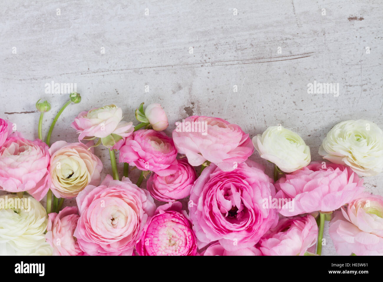Pink and white ranunculus flowers Stock Photo - Alamy