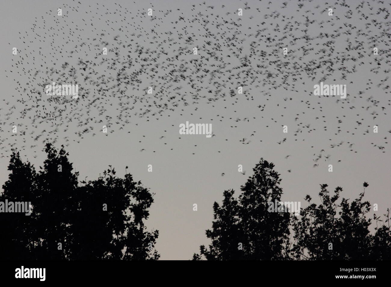 birds migrating in the distance with trees in foreground, a beautiful ...