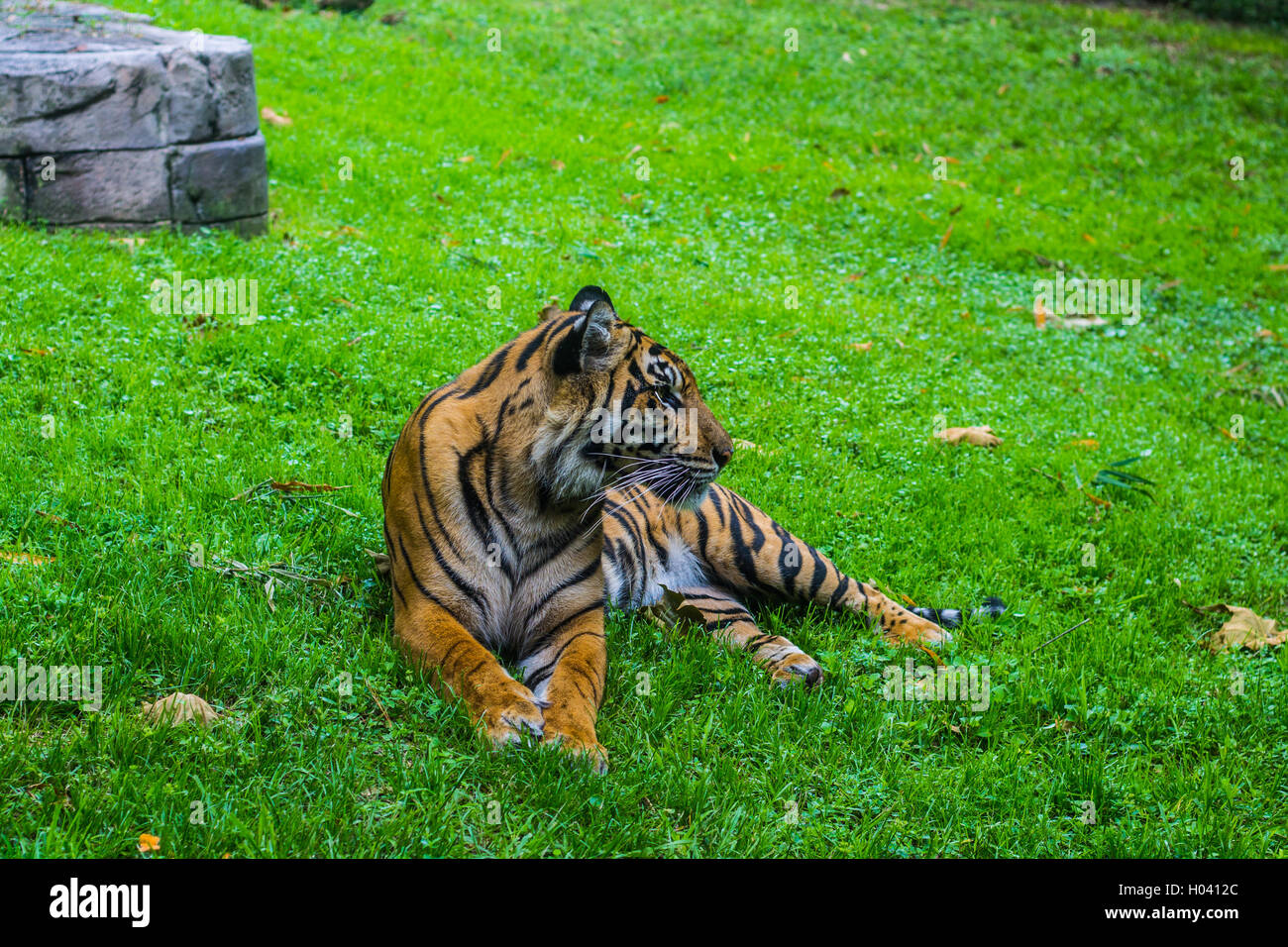 Tiger in bushes hi-res stock photography and images - Alamy