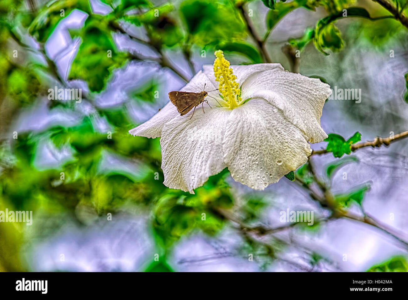 Butterfly on hibiscus flower hi-res stock photography and images - Alamy