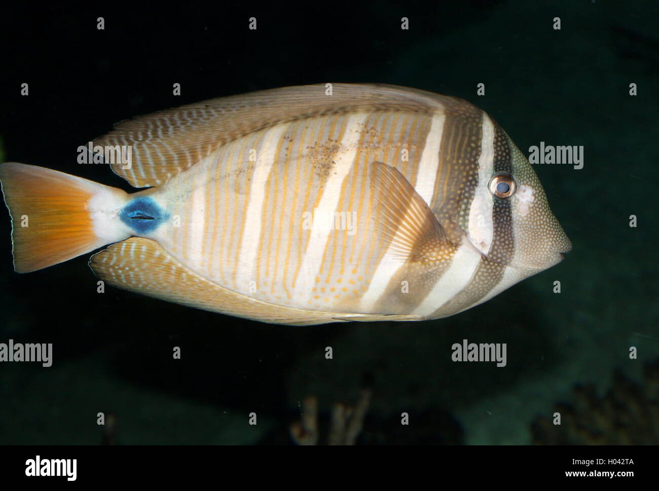 Indian sailfin surgeonfish hi-res stock photography and images - Alamy