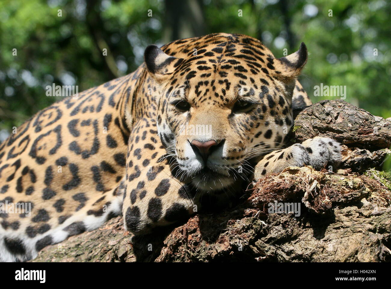Jaguar in tree hi-res stock photography and images - Alamy