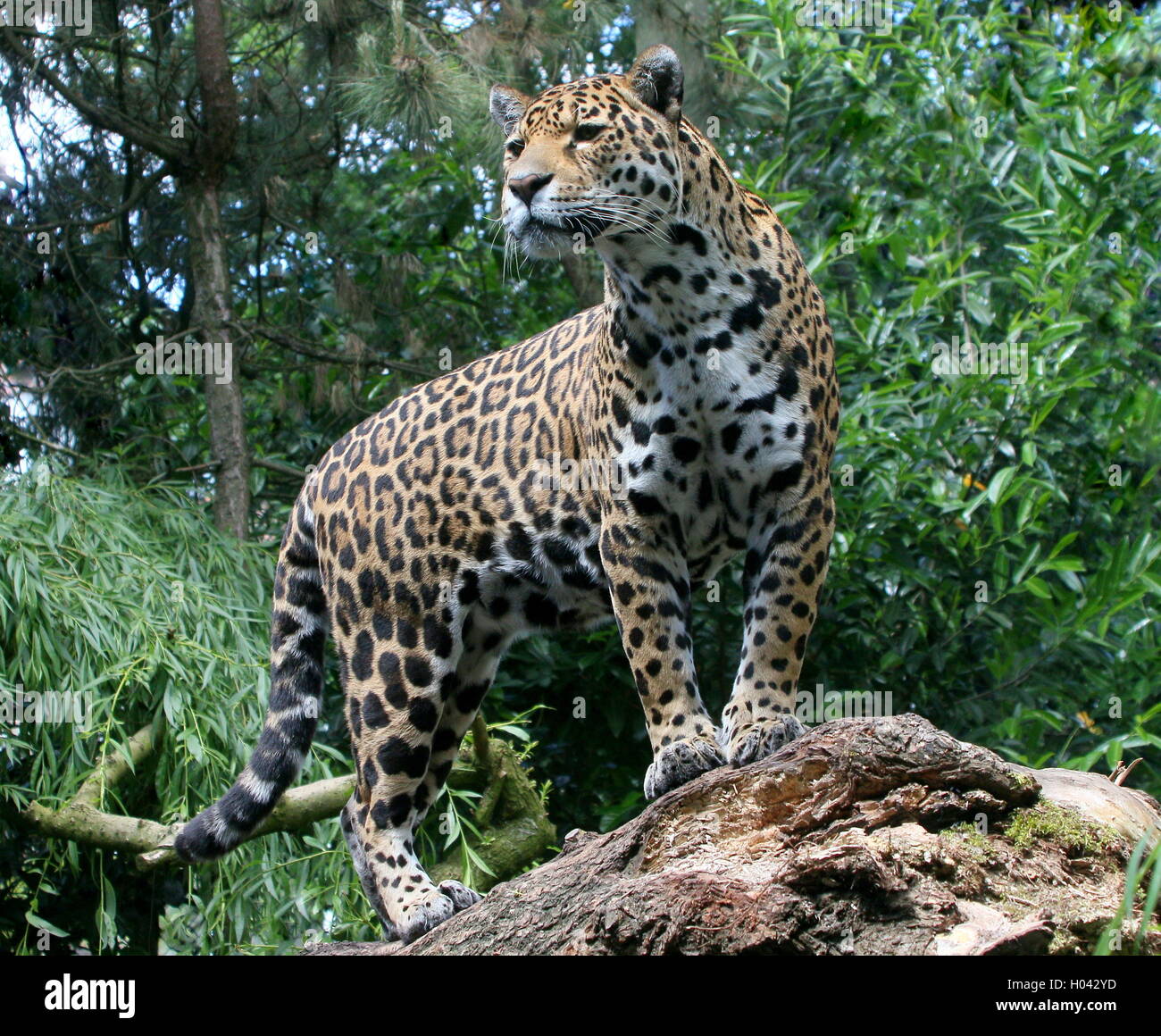 Jaguar Standing