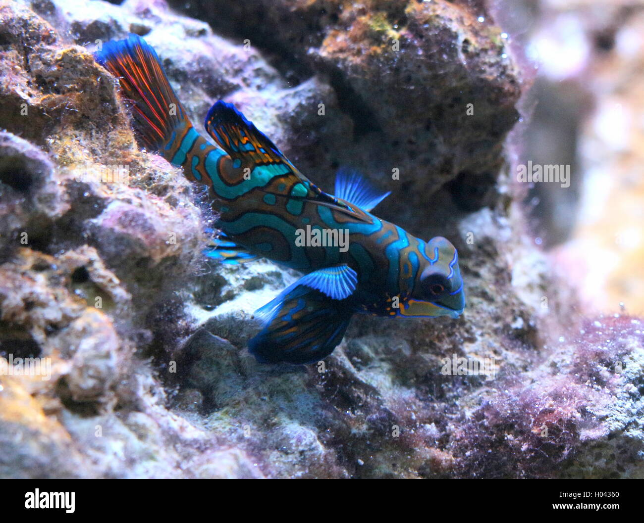 Mandarinfish or mandarin dragonet (Synchiropus splendidus), native to ...